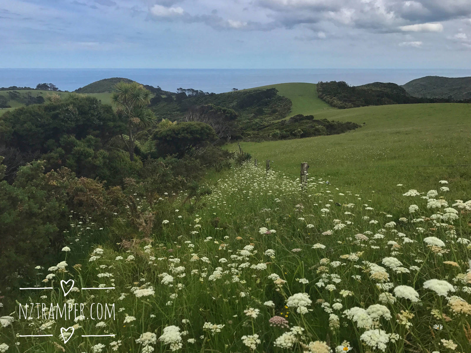 Trail running – The Cascades to Piha Loop in Waitakere Auckland ...