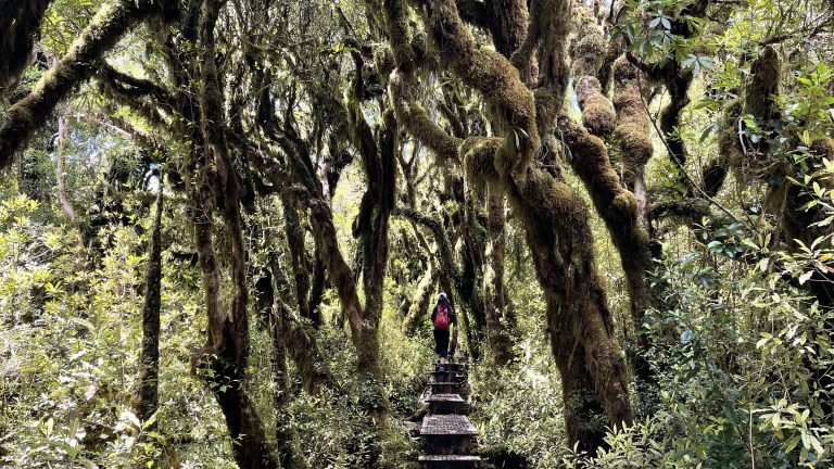 Pirongia Forest Three Peaks – Tramping & Trail Running in New Zealand
